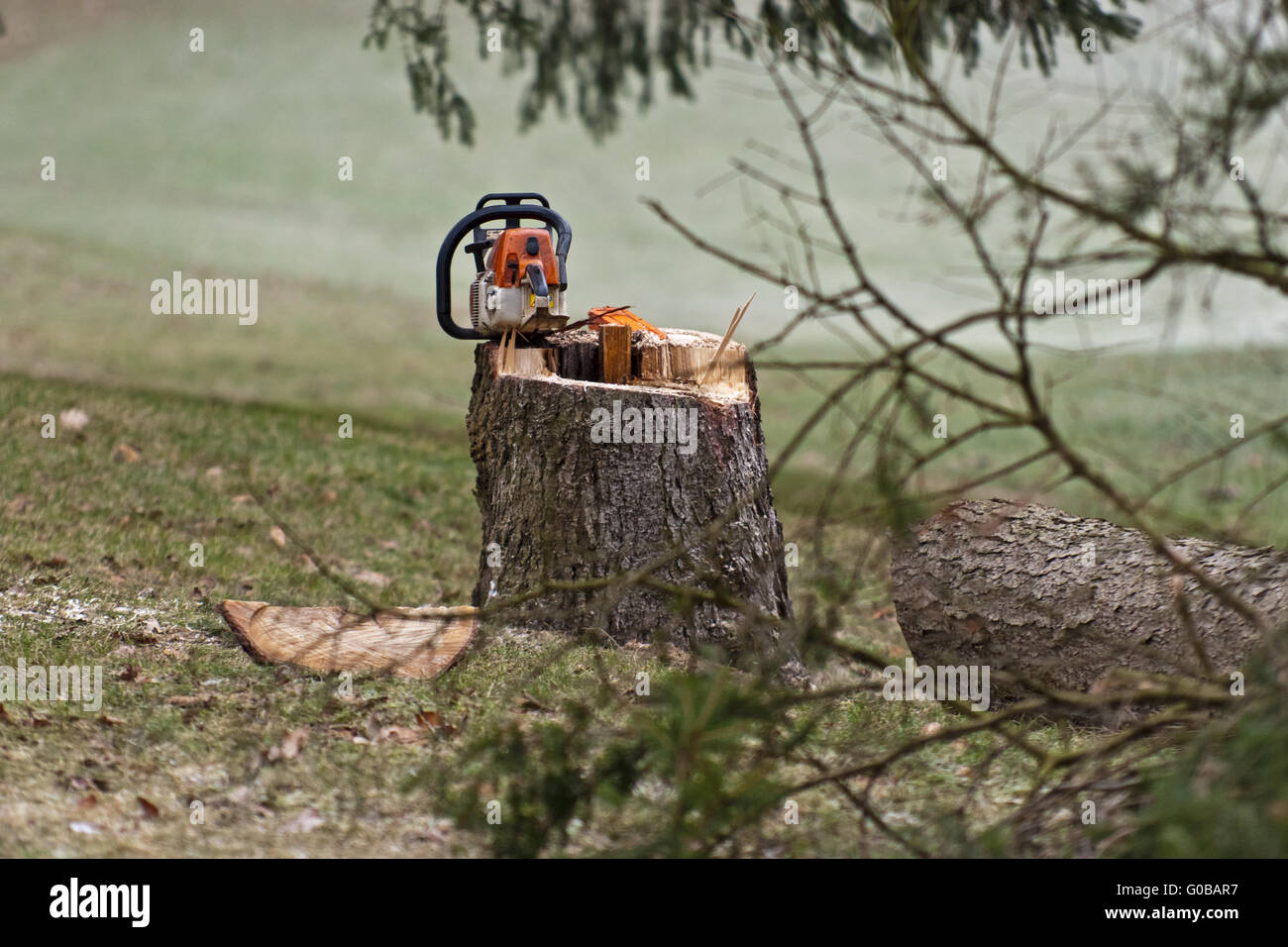 Plant chainsaw chain saws hi-res stock photography and images - Alamy