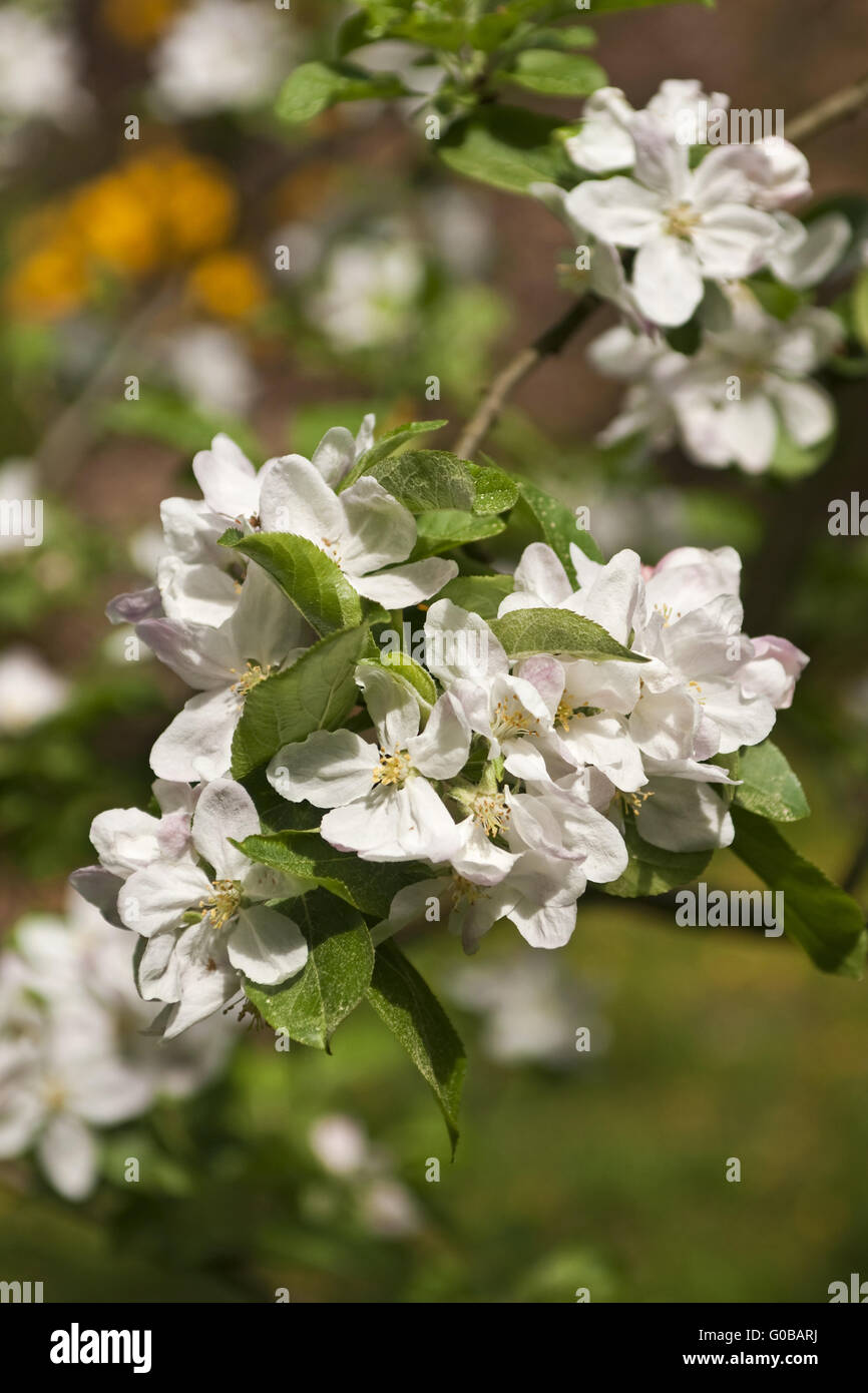 Apple bloom hi-res stock photography and images - Alamy