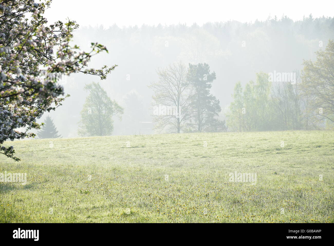 Fog in the morning Stock Photo - Alamy