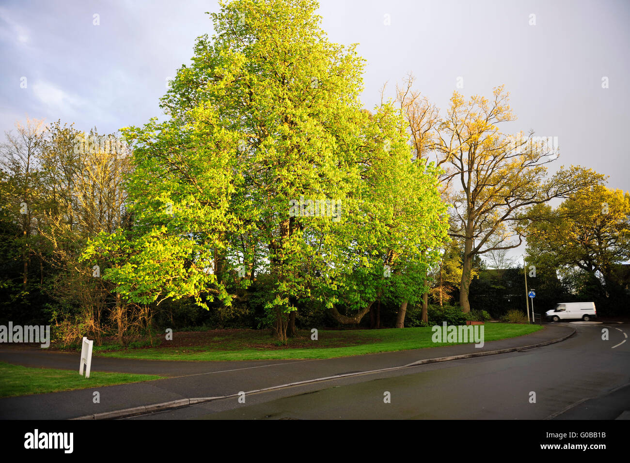 Strawberry Fields Trees with white van, Mortimer Common, Reading ...