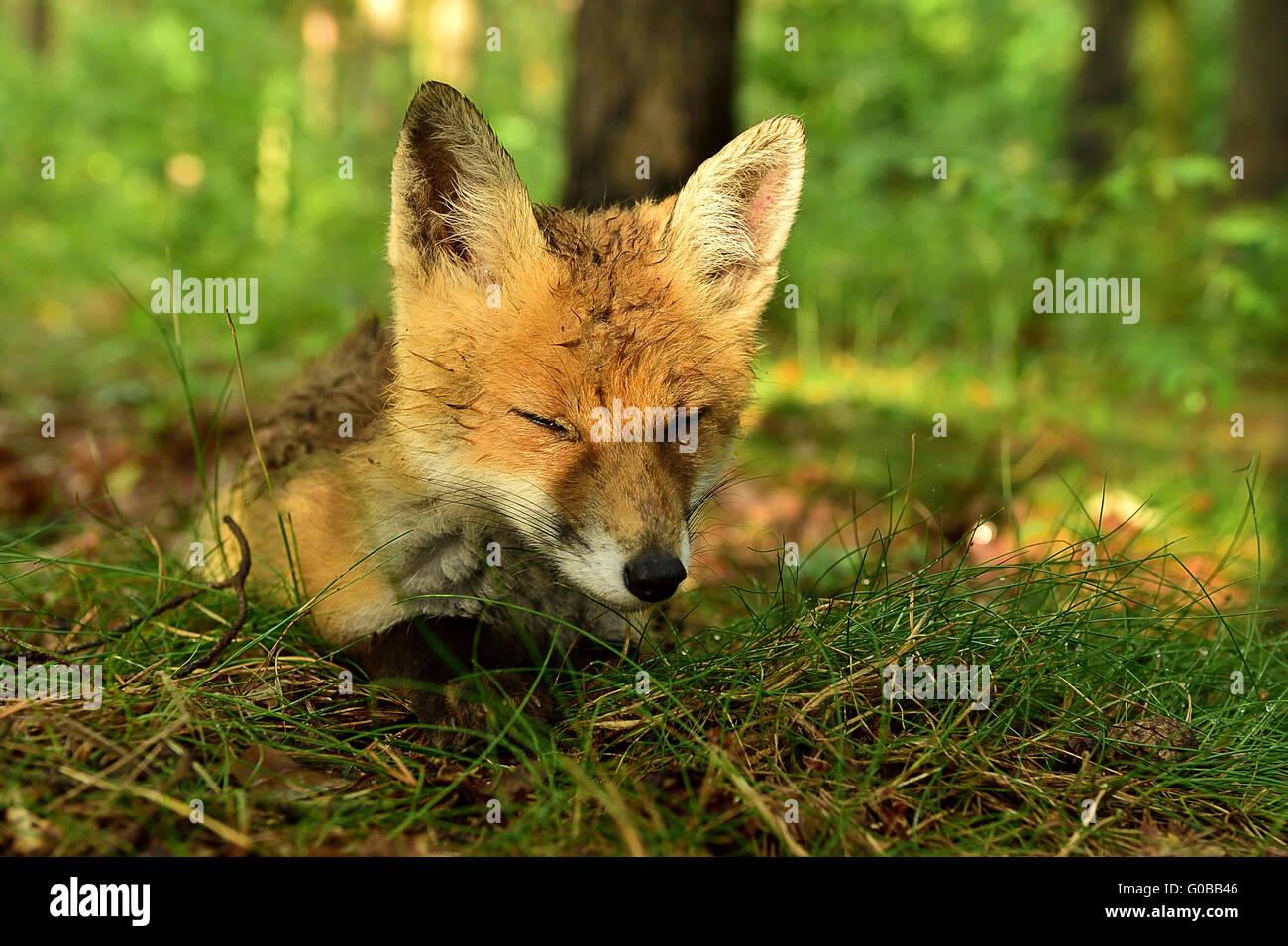 wet fox in the wood Stock Photo - Alamy