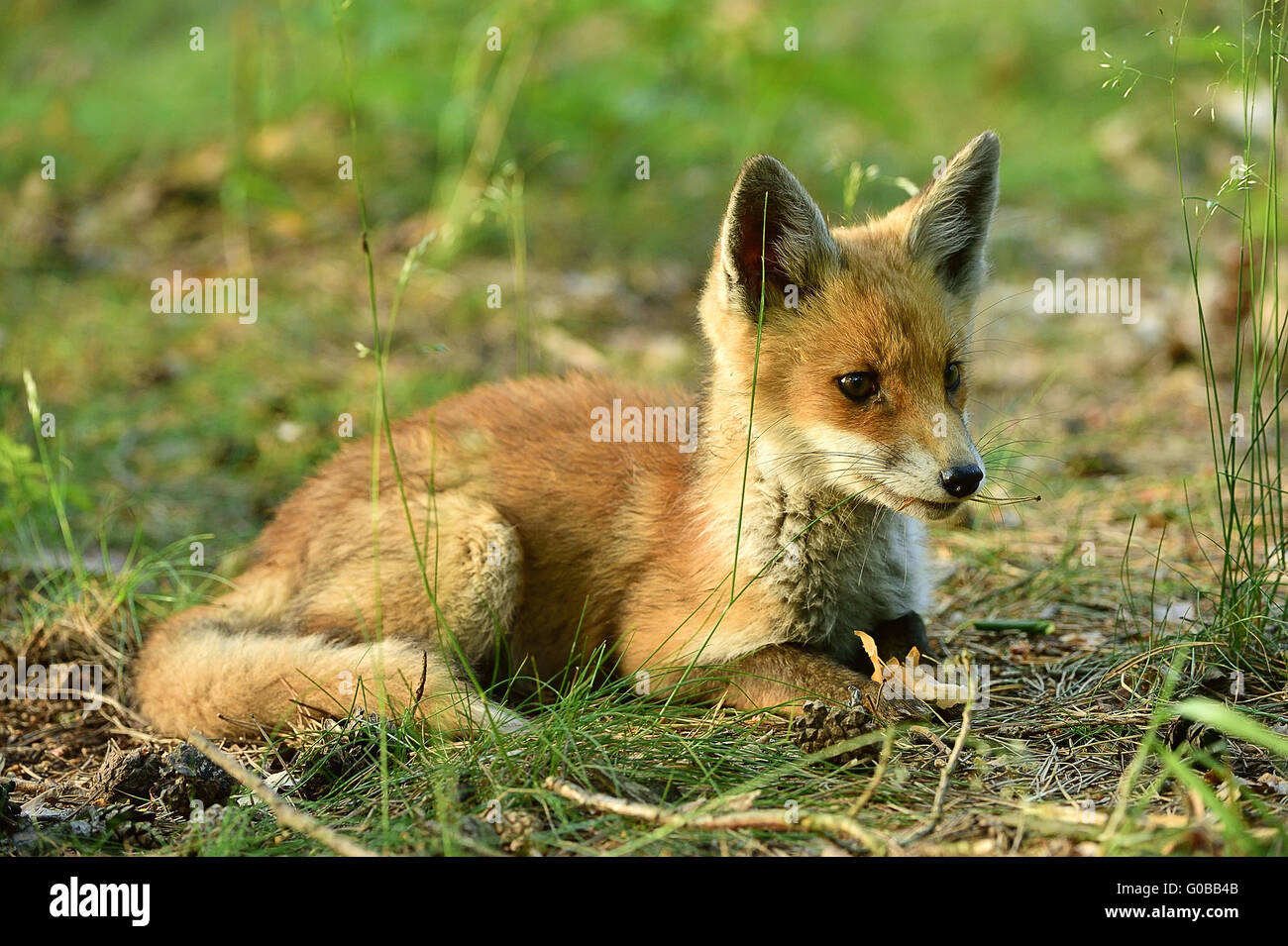 Canidae vulpini hi-res stock photography and images - Alamy