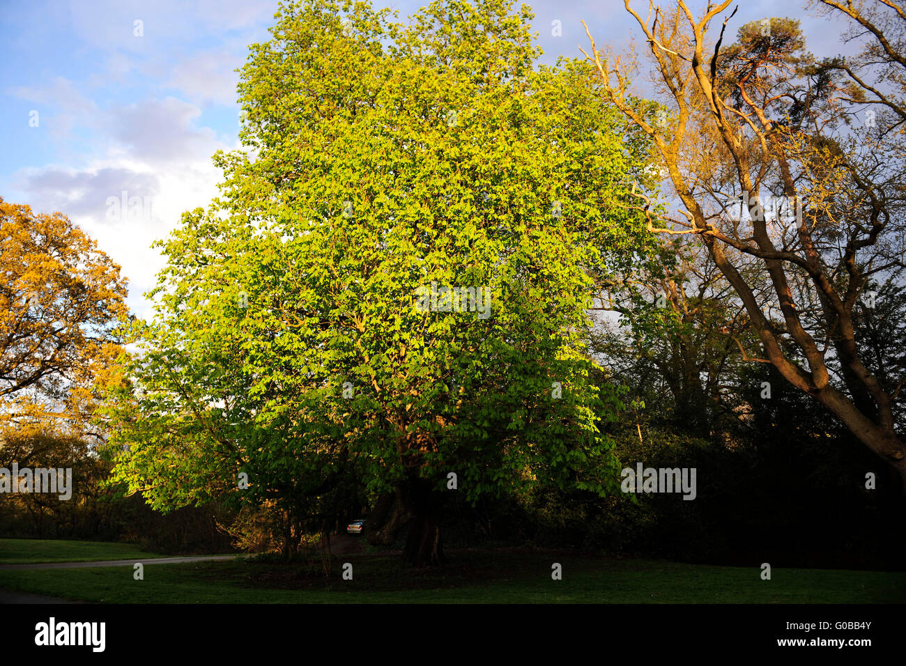 Strawbery Fields Trees with Car, Mortimer Common, Reading, Berkshire ...