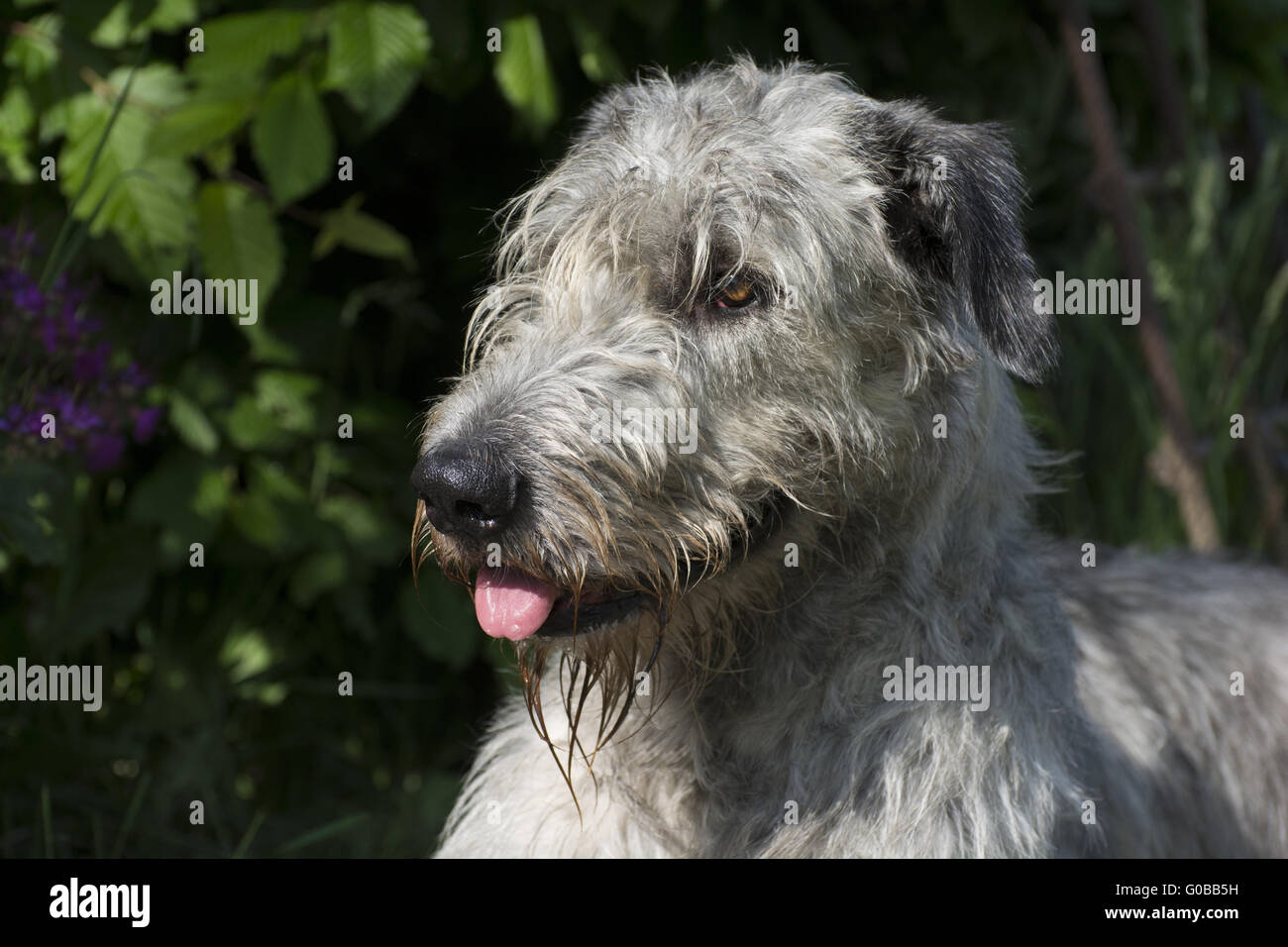 Pflegel hi-res stock photography and images - Alamy