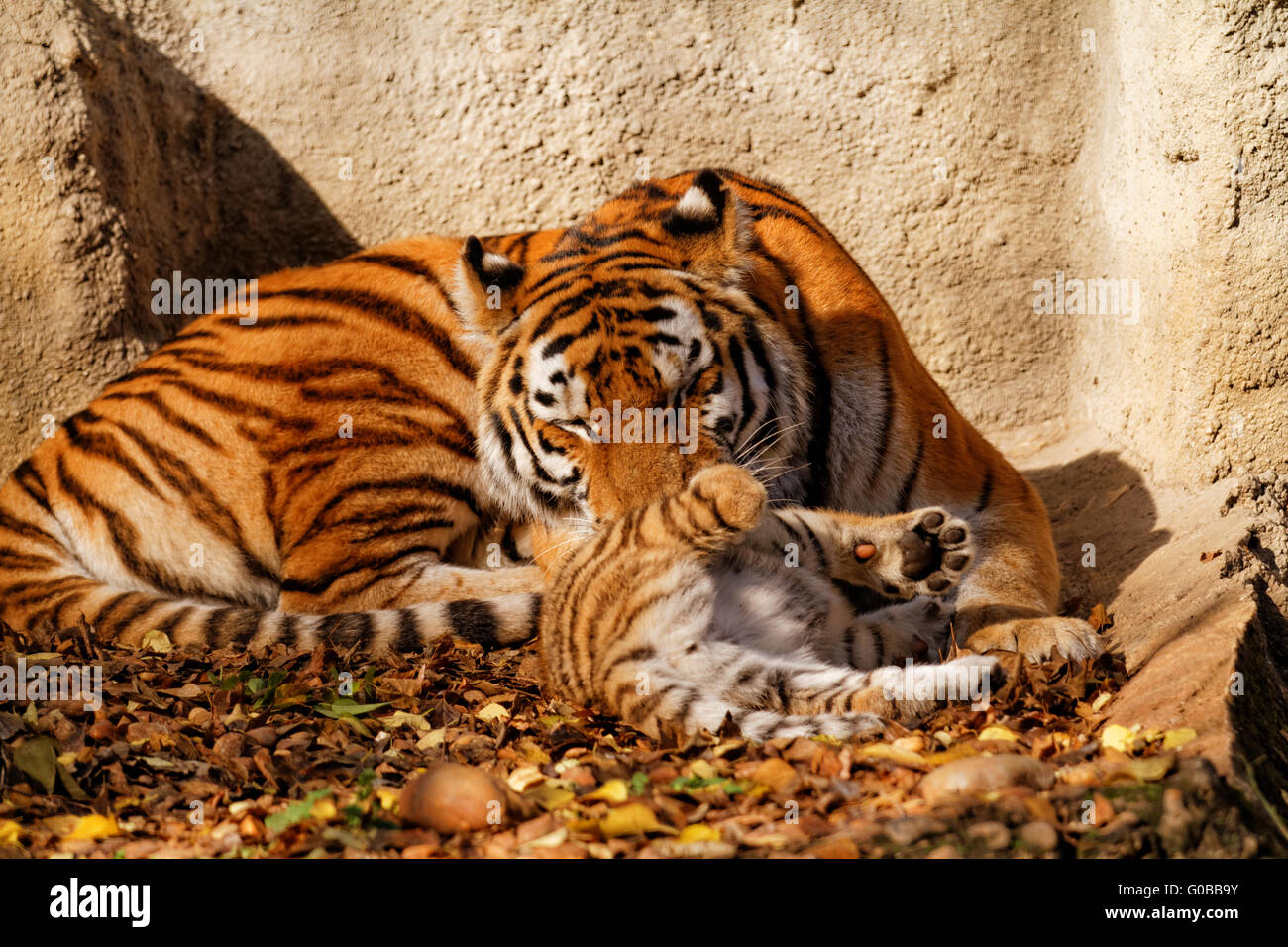 The tiger mum in the zoo with her tiger cub - sunny photo Stock Photo ...
