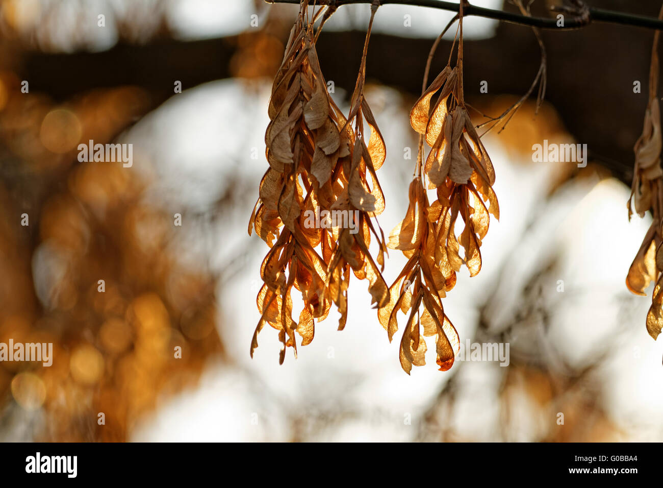 Acacia tree leaves hi-res stock photography and images - Alamy