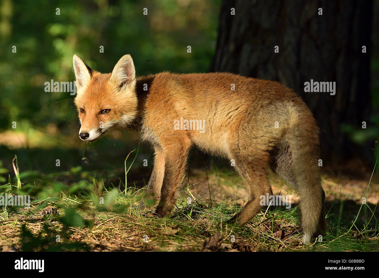 M fox hi-res stock photography and images - Alamy