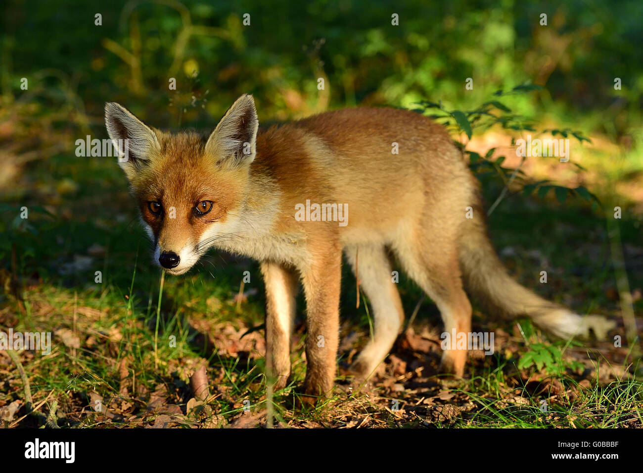 Fox predators hi-res stock photography and images - Alamy