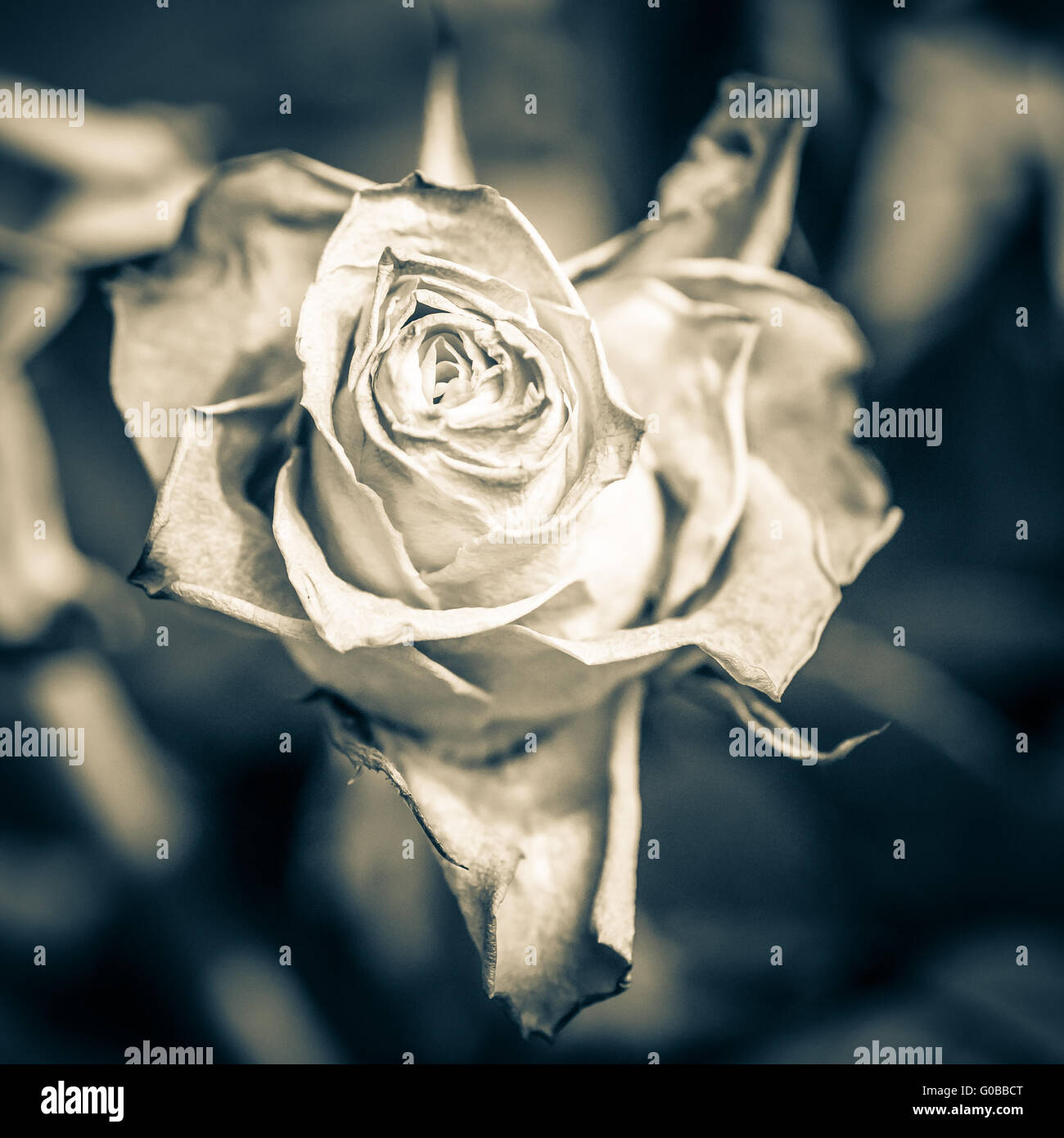 Old and withered plant hi-res stock photography and images - Alamy