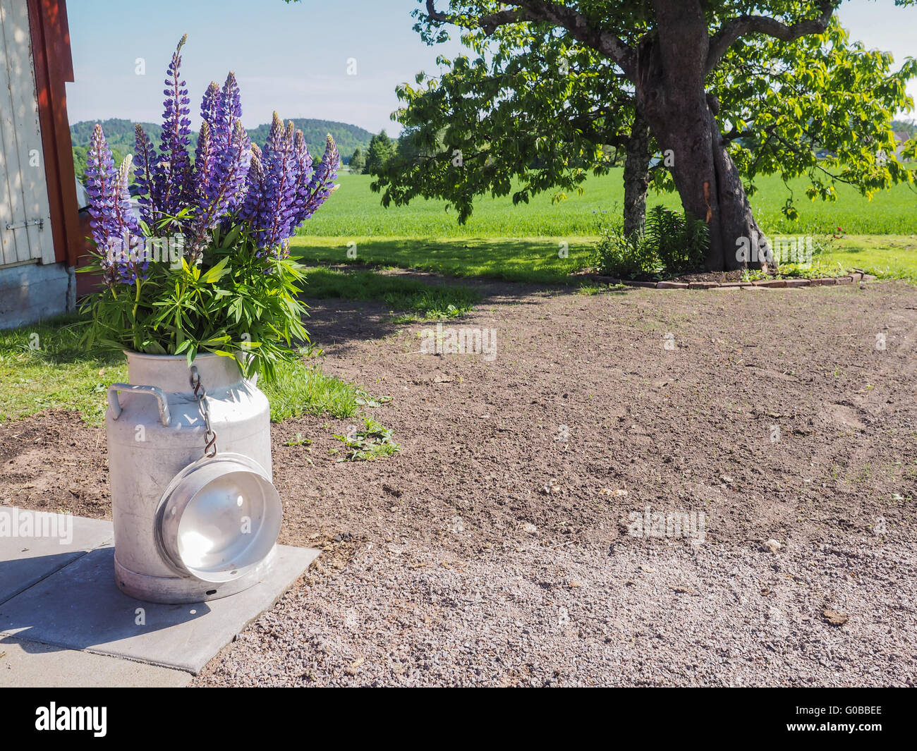 Purple flowers in milk barrel Stock Photo - Alamy