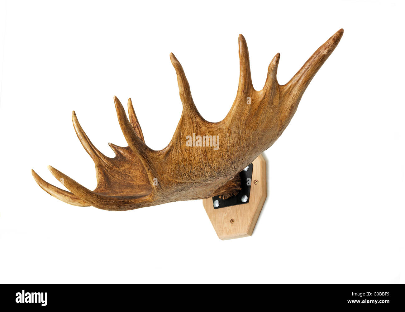 Trophy hunter - elk horn, presented on a white bac Stock Photo - Alamy
