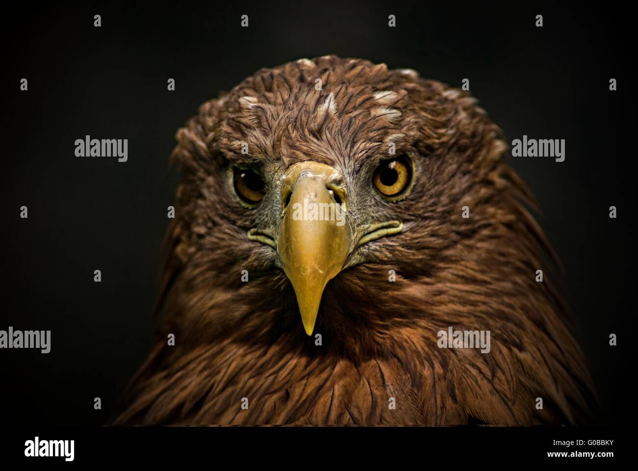 Eagle head and eyes portrait Stock Photo - Alamy