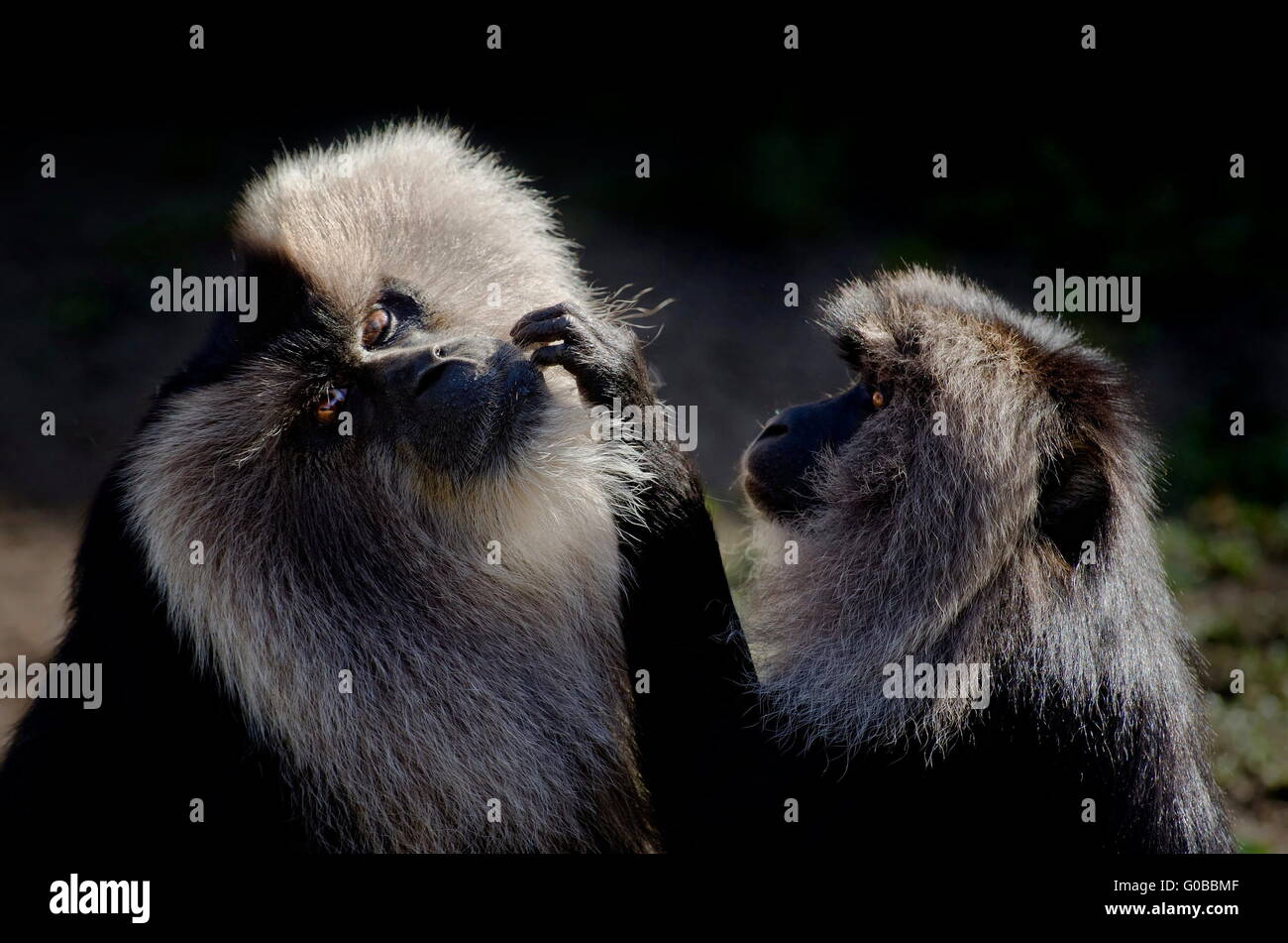 Monkeys pair(couple) with the personal care Stock Photo - Alamy