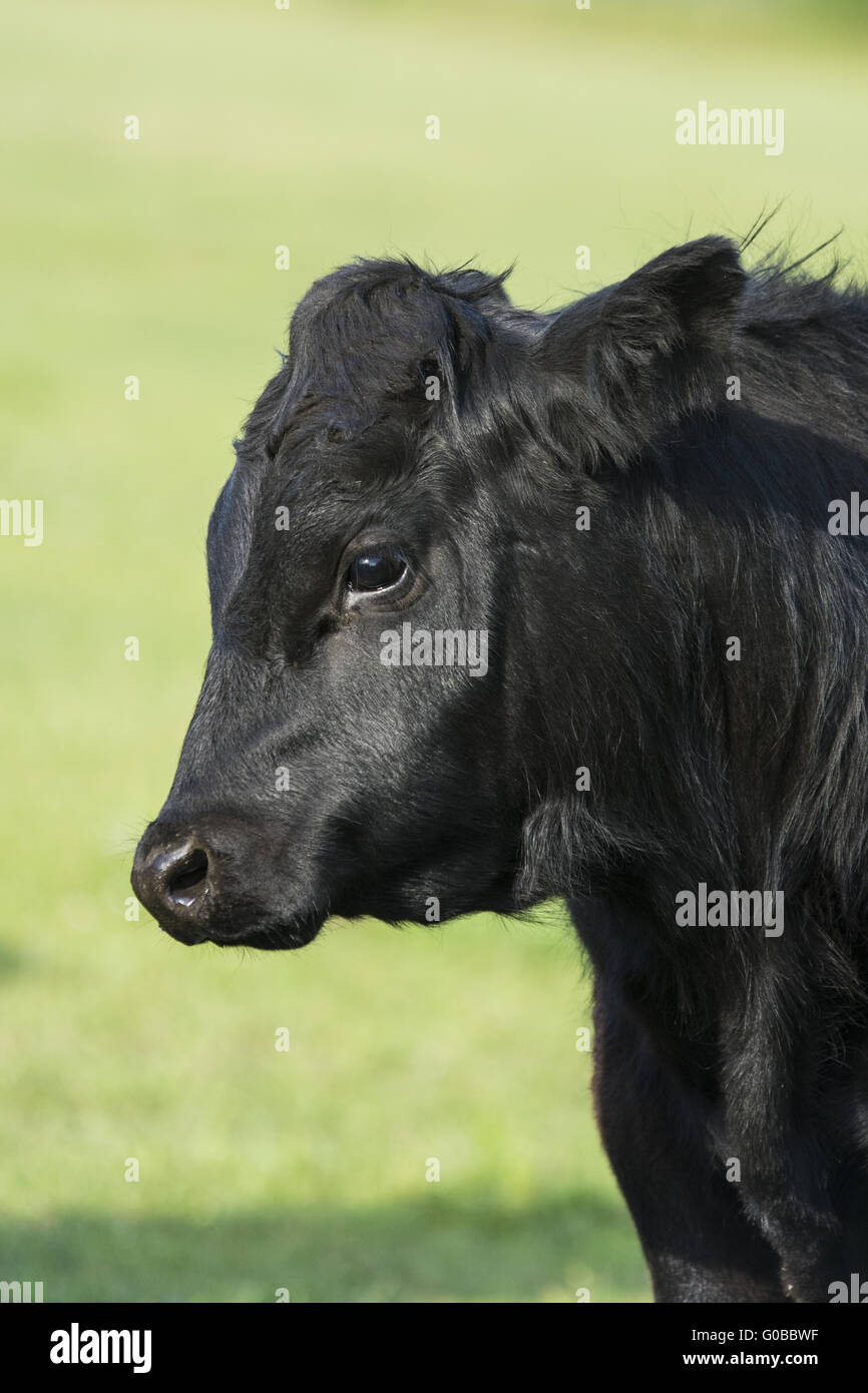 Welsh Black Cattle Stock Photo - Alamy