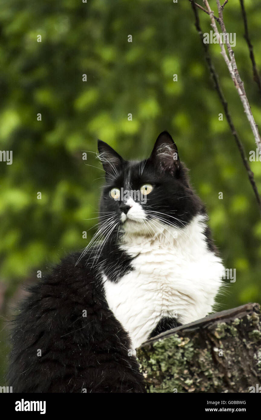 Cat on nature hi-res stock photography and images - Alamy