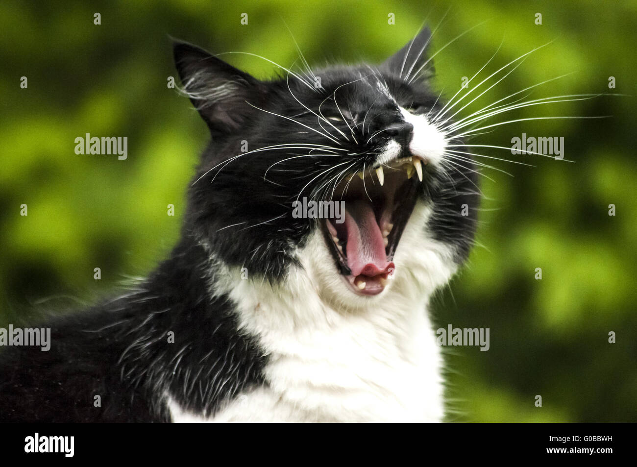 White moment hi-res stock photography and images - Alamy