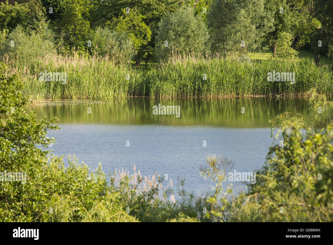 Lake with reed Stock Photo - Alamy