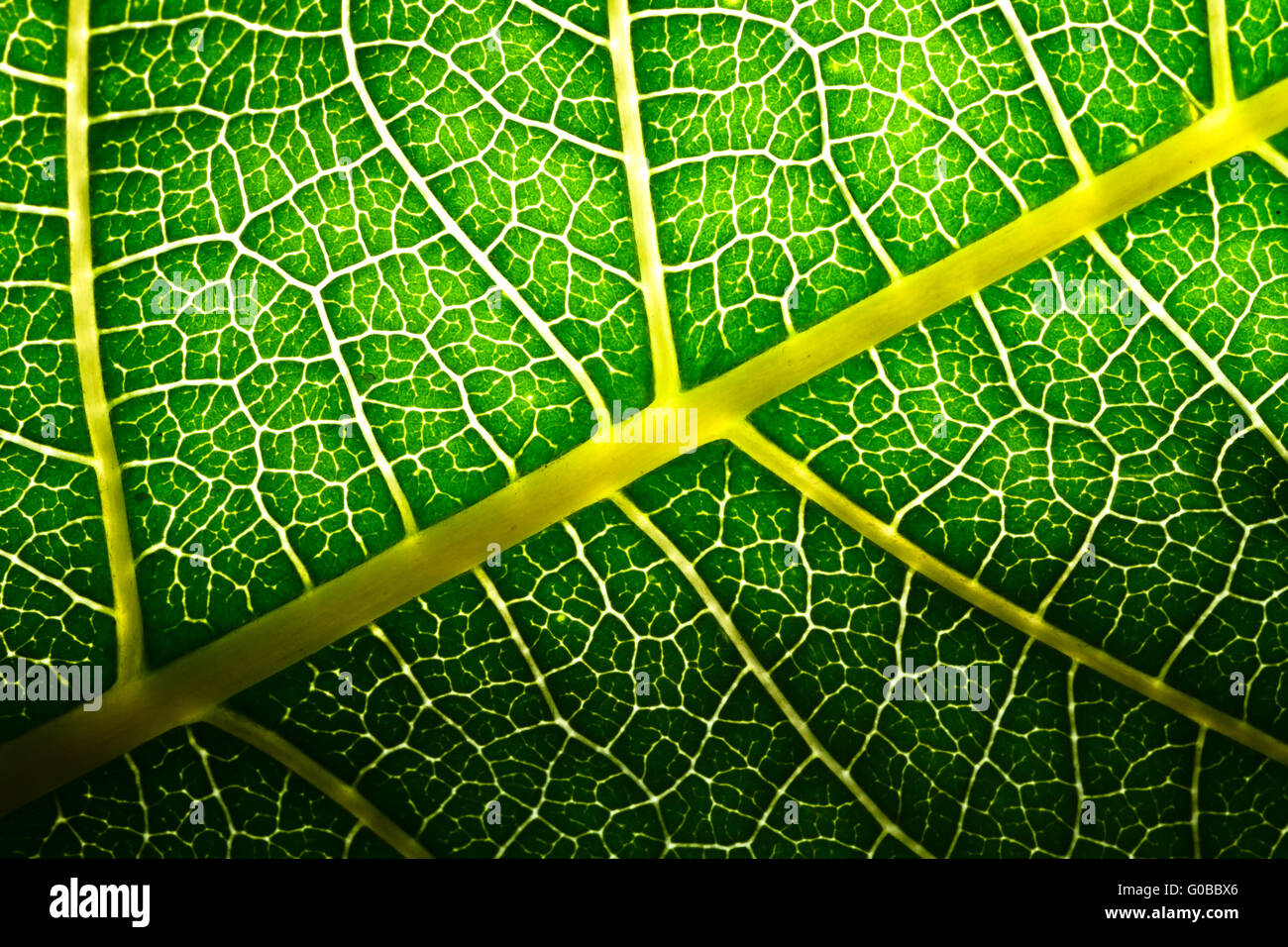 Backlit floral hi-res stock photography and images - Alamy