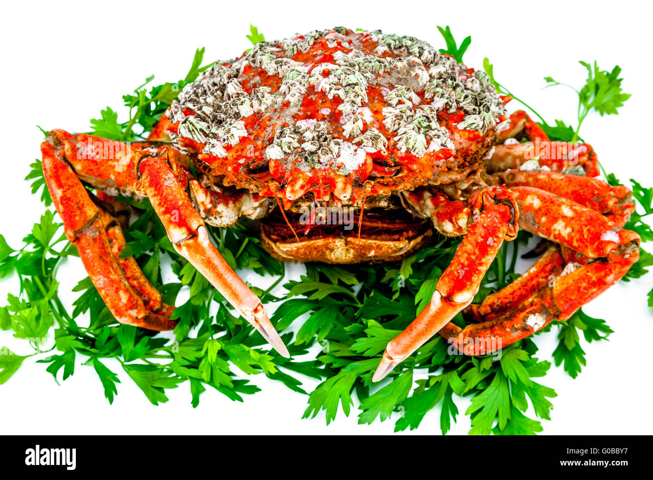 Cooked Spider Crab High Resolution Stock Photography and Images - Alamy