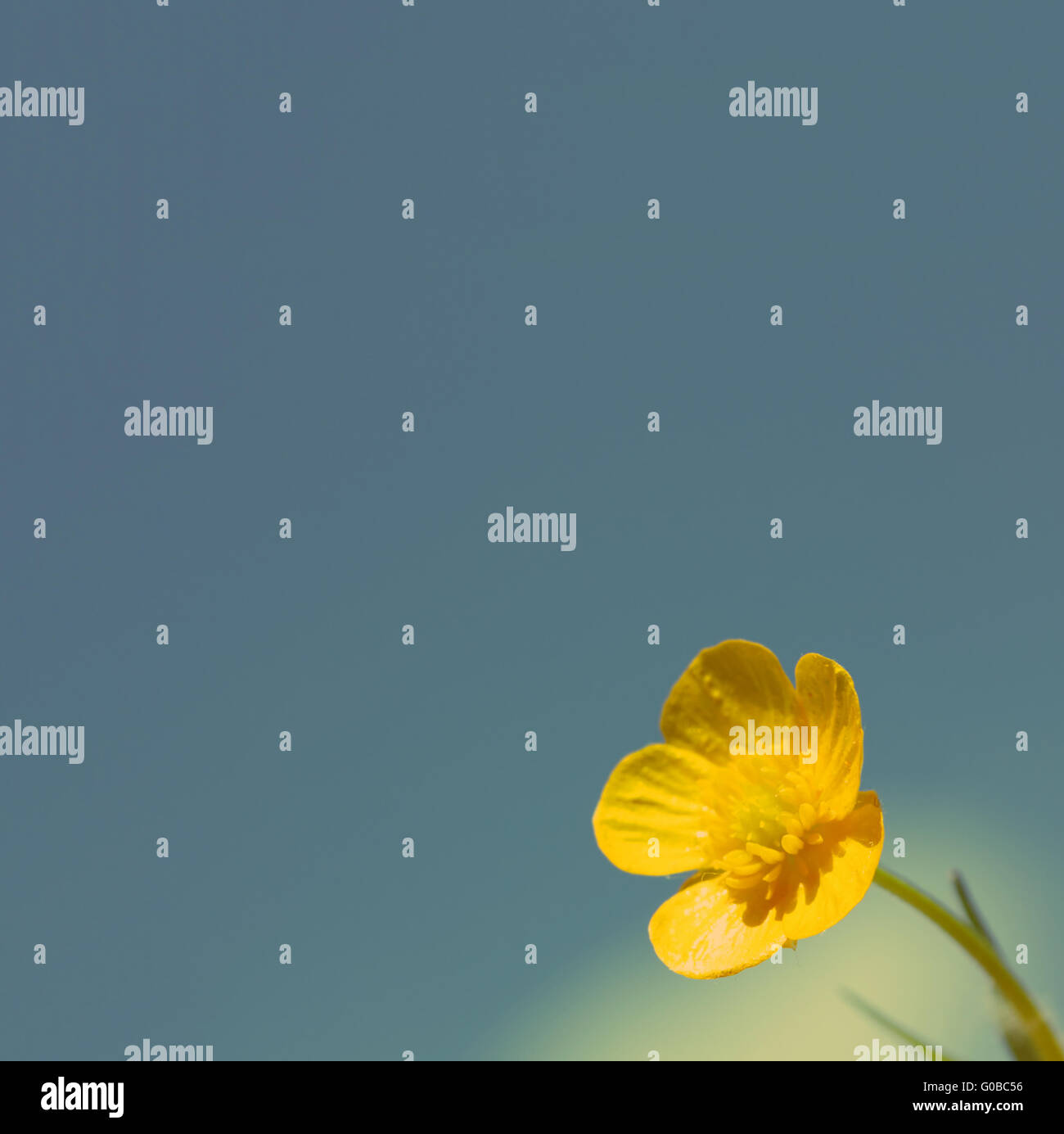 buttercup flower on sky background - vintage retro style Stock Photo ...