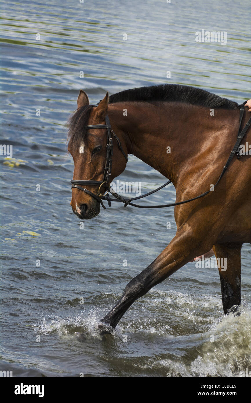I am me horse hi-res stock photography and images - Alamy