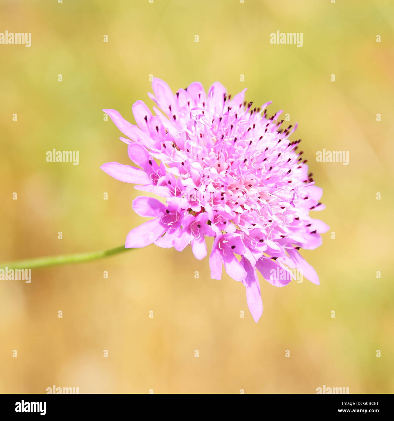 Purple flower square Stock Photo - Alamy
