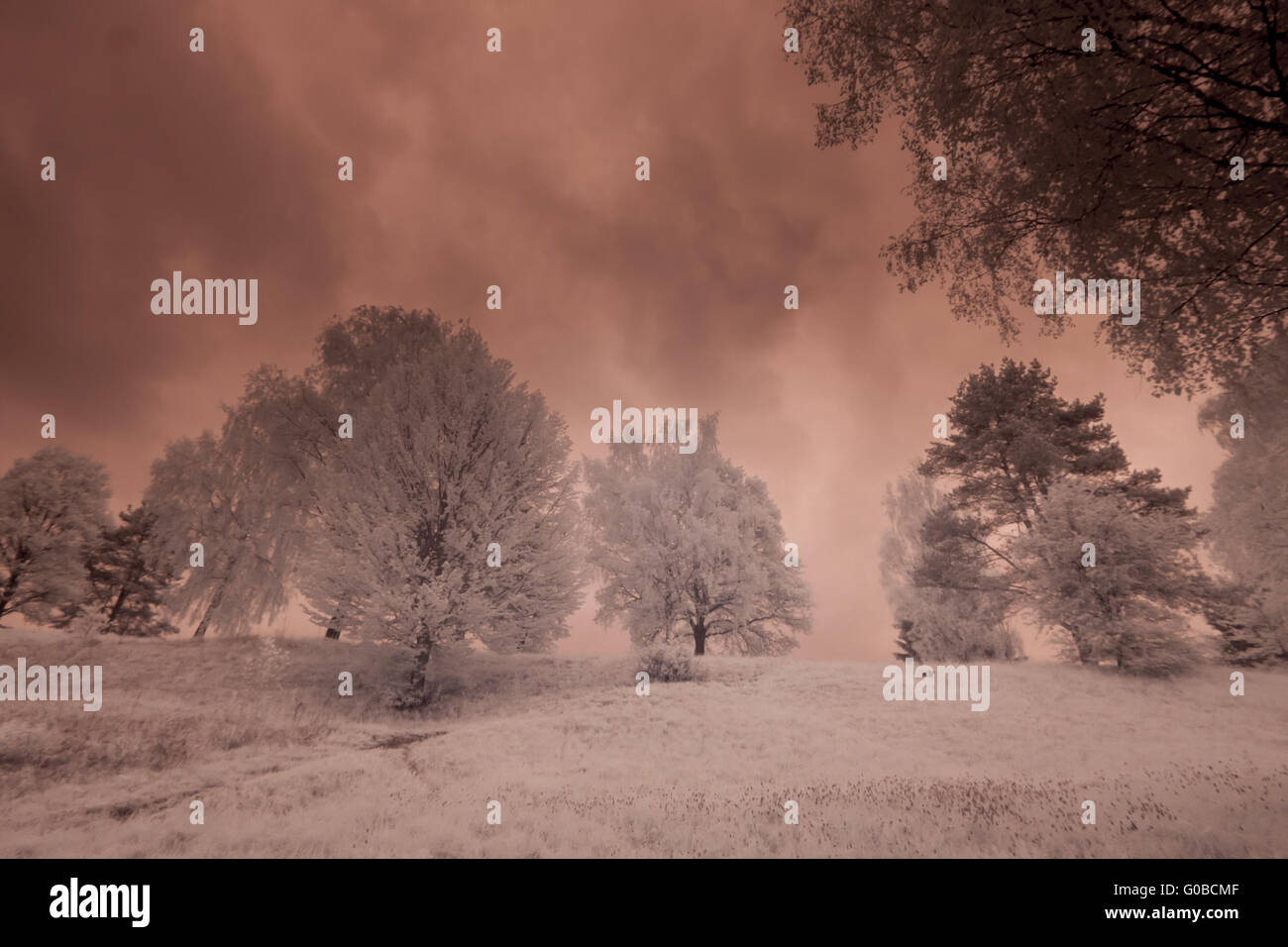 Trees in infrared Stock Photo - Alamy
