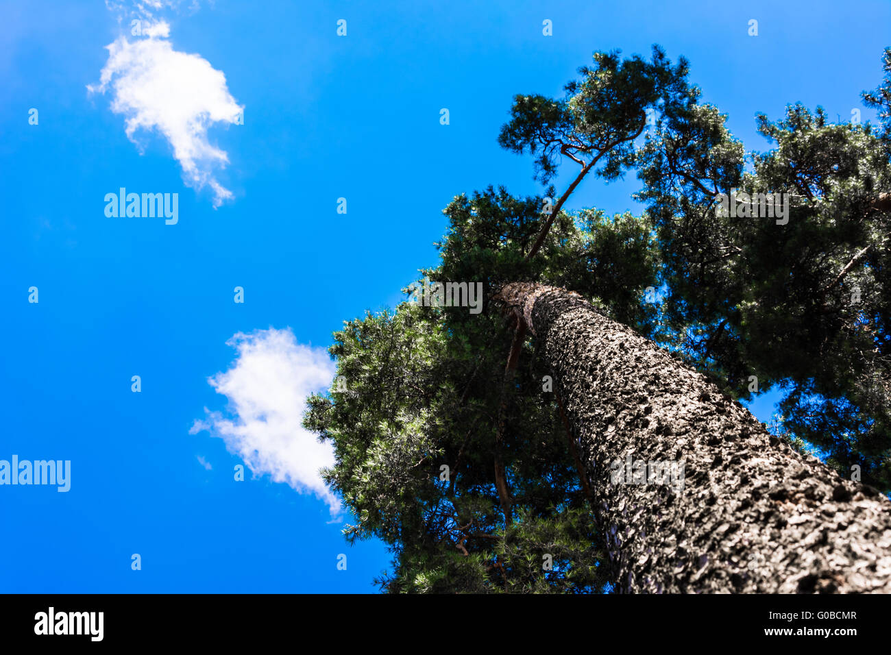 Tall pines in sunny hi-res stock photography and images - Alamy
