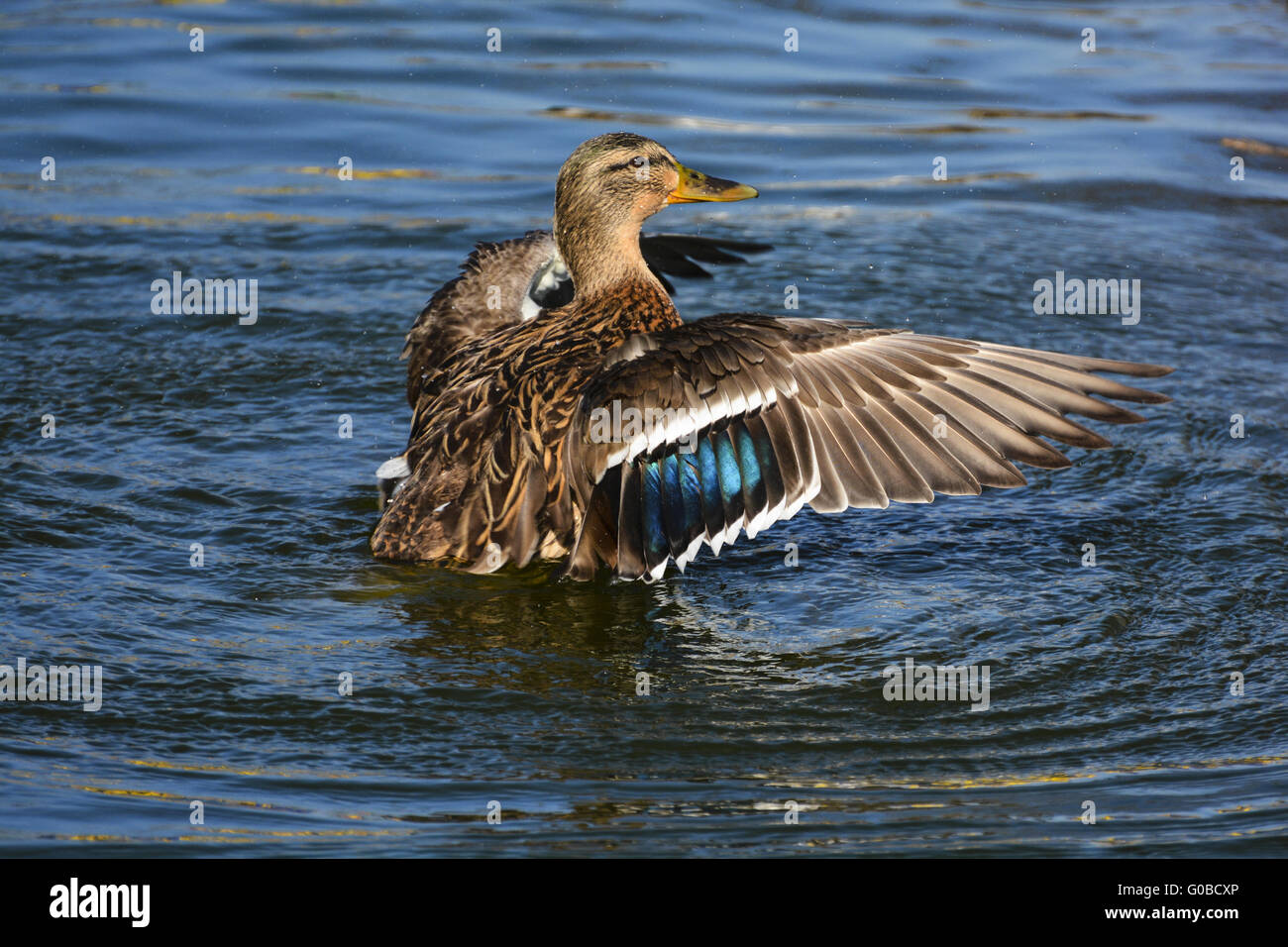 Heimische enten hi-res stock photography and images - Alamy