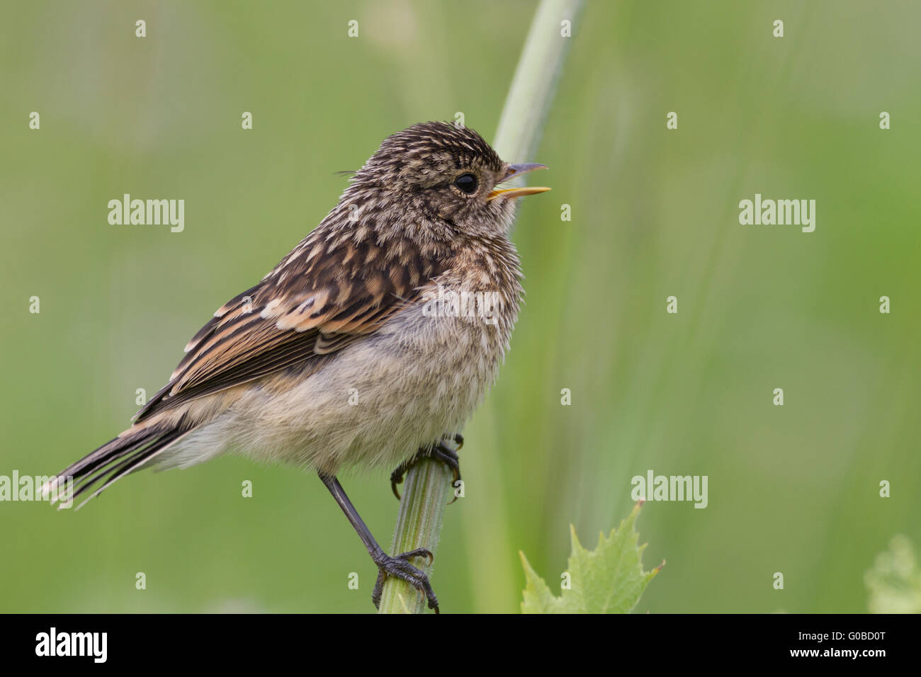 Birds fledgling hi-res stock photography and images - Alamy
