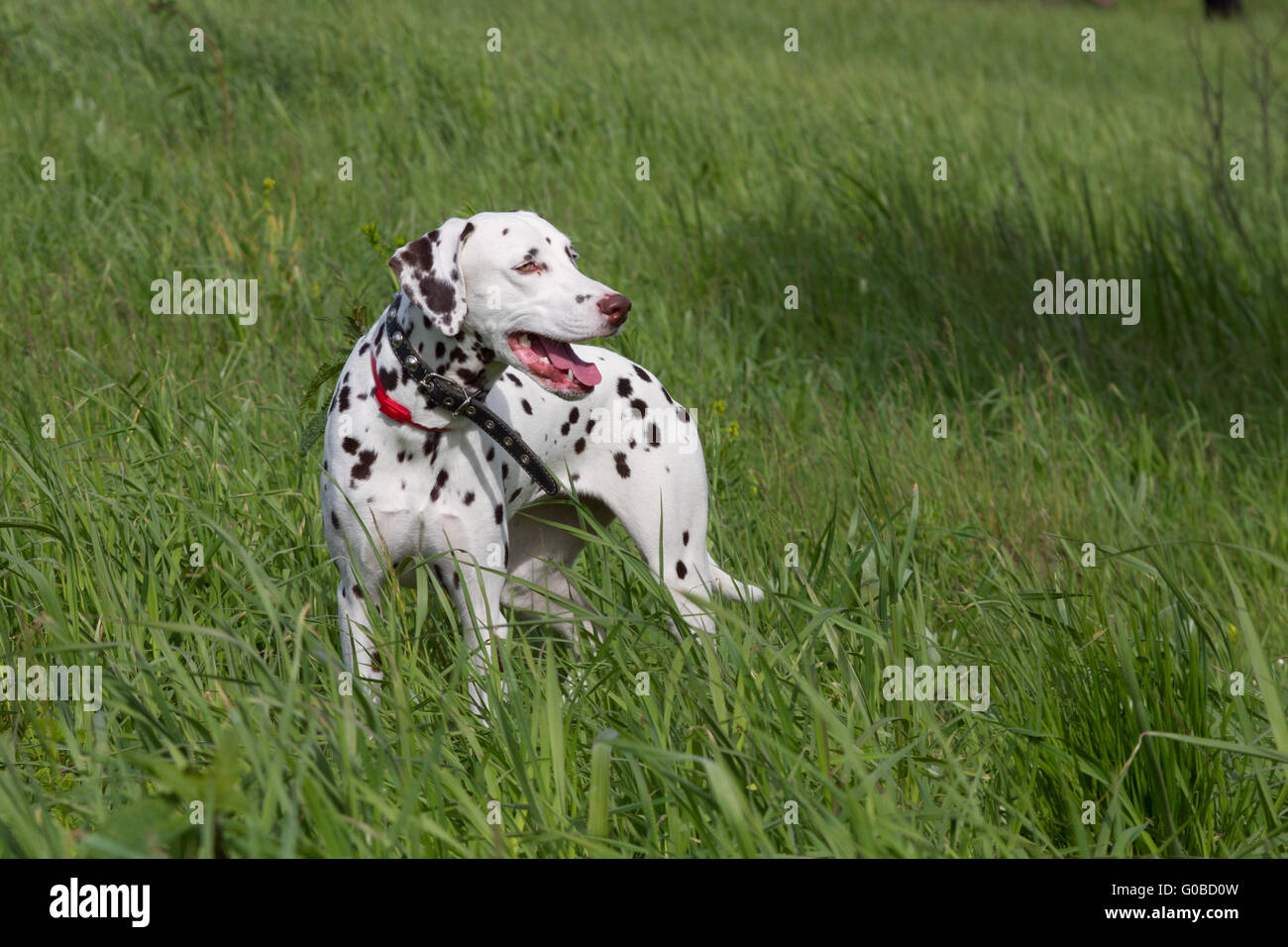 Spotted dogs hi-res stock photography and images - Alamy