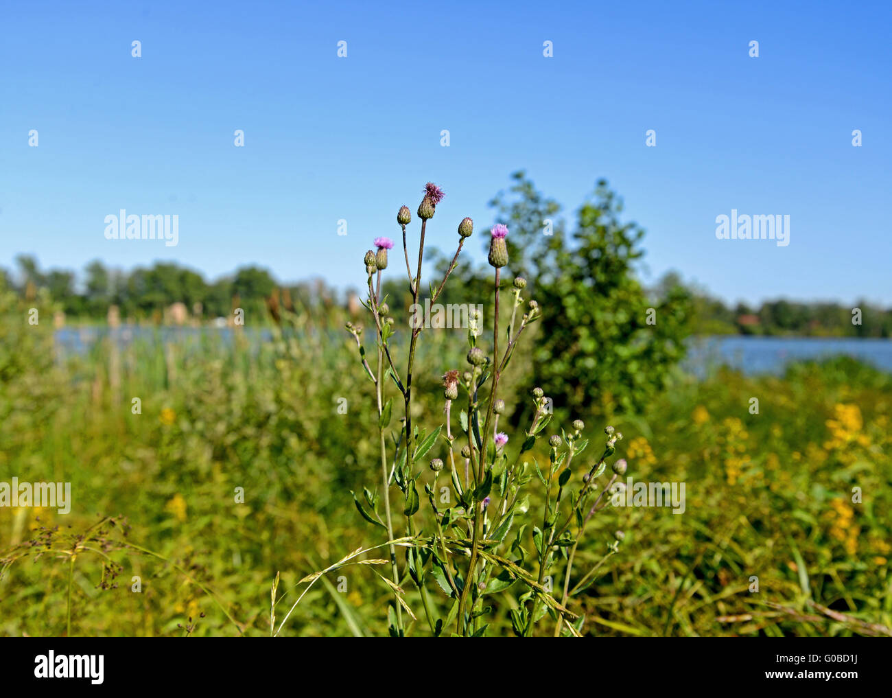 Fuzzy weed hi-res stock photography and images - Alamy