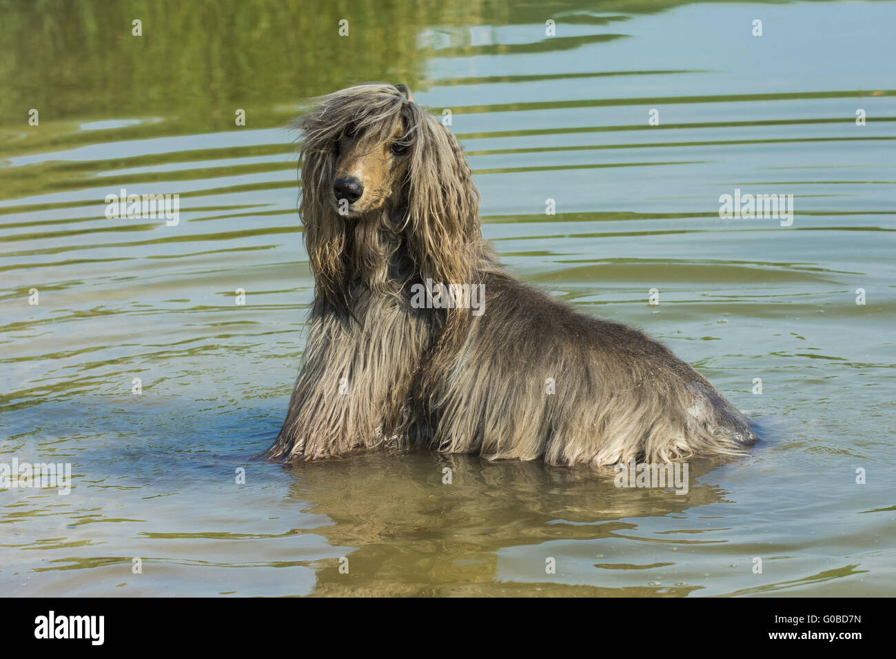 Afghane afghanischer windhund hund hi-res stock photography and images ...