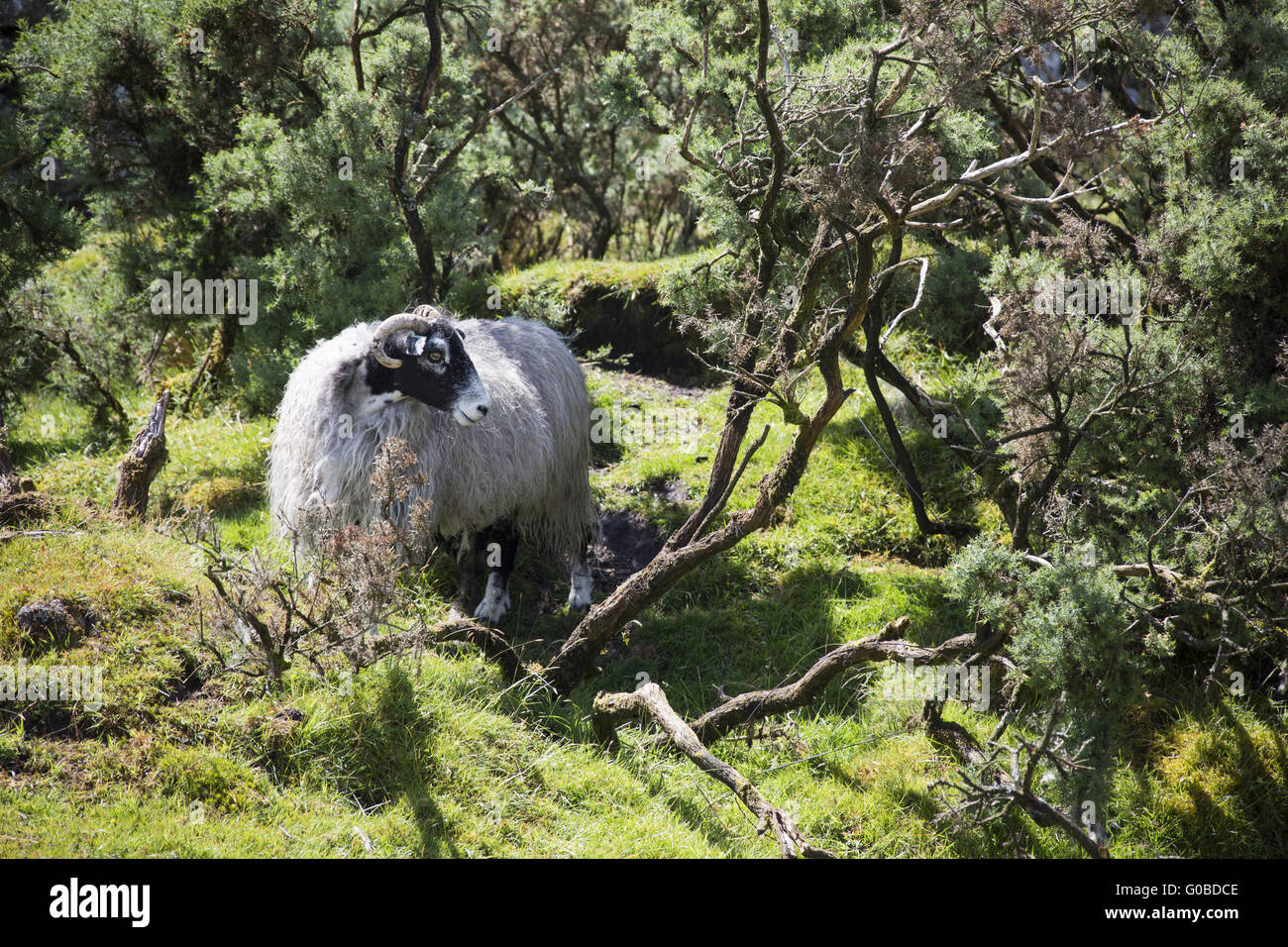 Sheep on the moor Stock Photo - Alamy