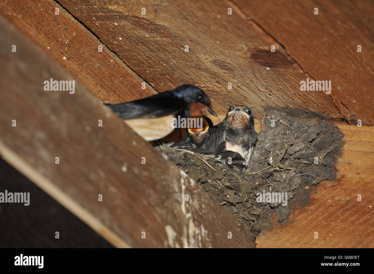 Swallow nest with chicks at Steinhuder Meer,German Stock Photo - Alamy
