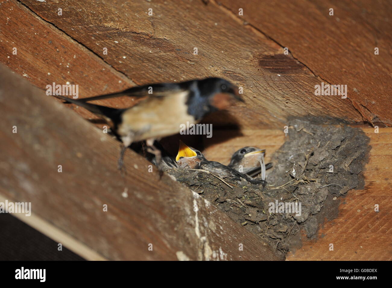 Swallow nest with chicks at Steinhuder Meer,German Stock Photo - Alamy