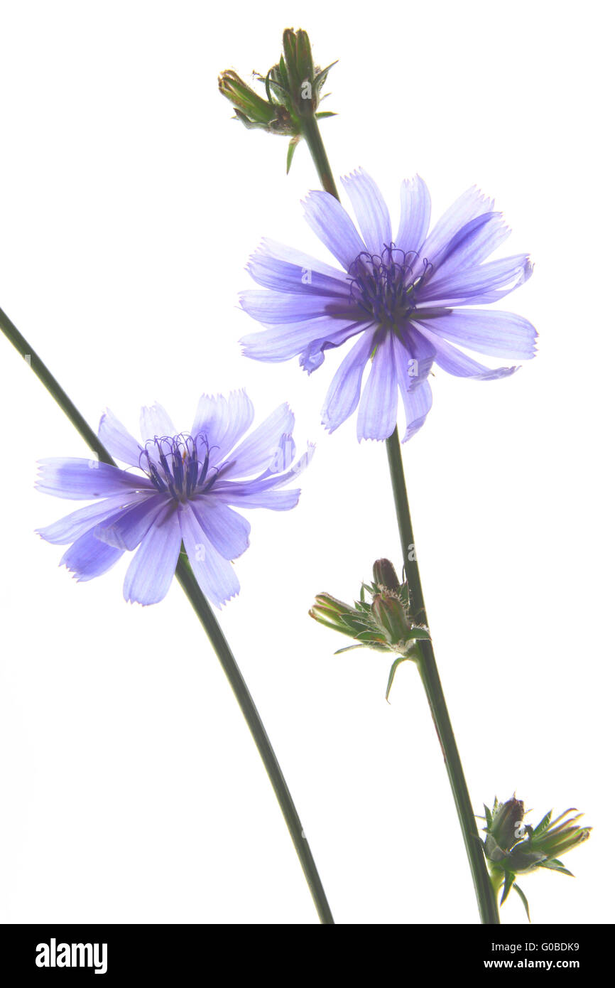 Common chicory (Cichorium intybus Stock Photo - Alamy