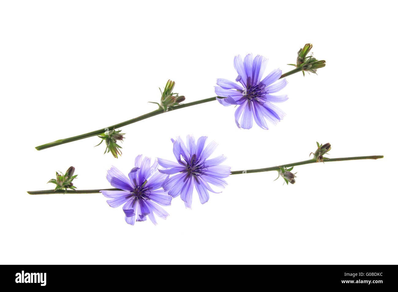 Chicory cichorium intybus close hi-res stock photography and images - Alamy