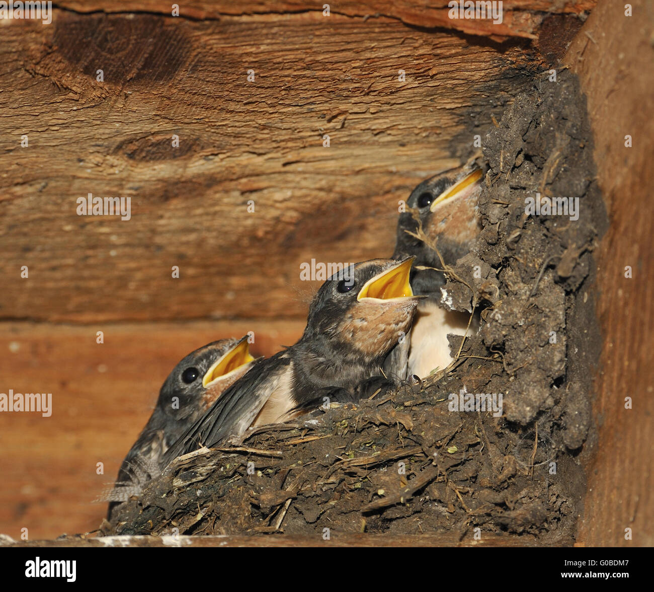 Swallow nest with chicks at Steinhuder Meer,German Stock Photo - Alamy