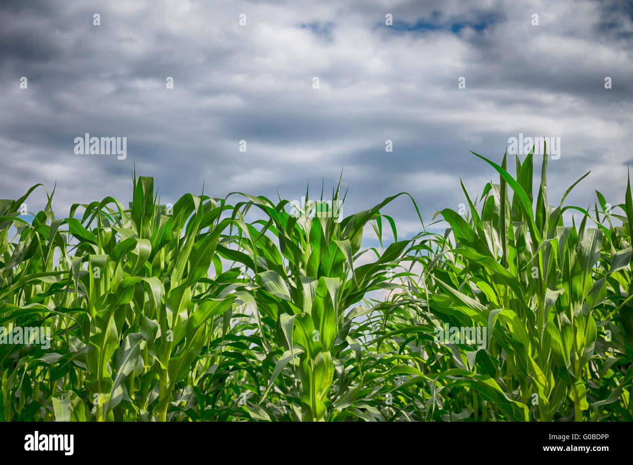 Agriculture hdr farm farming hi-res stock photography and images - Alamy