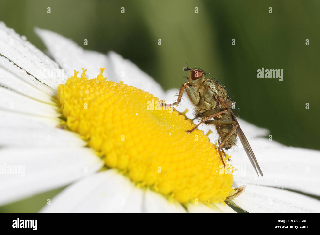 Dungfliege hi-res stock photography and images - Alamy
