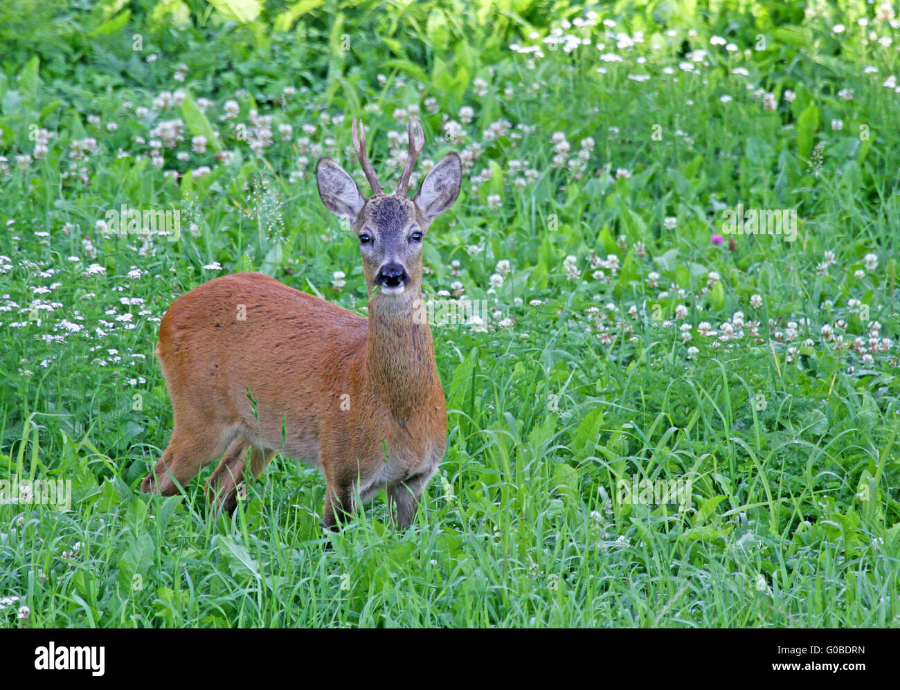 Roebuck does ricke hi-res stock photography and images - Alamy
