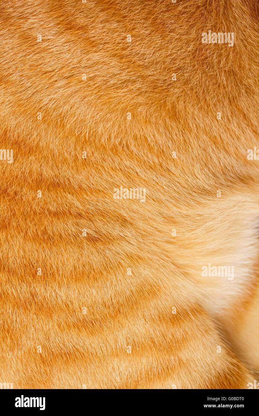 Yellow cat fur for texture or background Stock Photo - Alamy