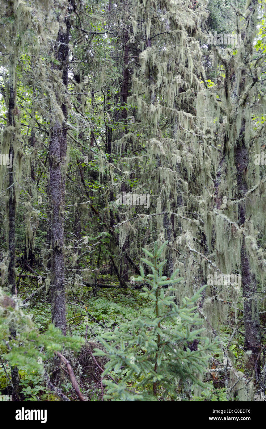 Lichen and moss Stock Photo - Alamy