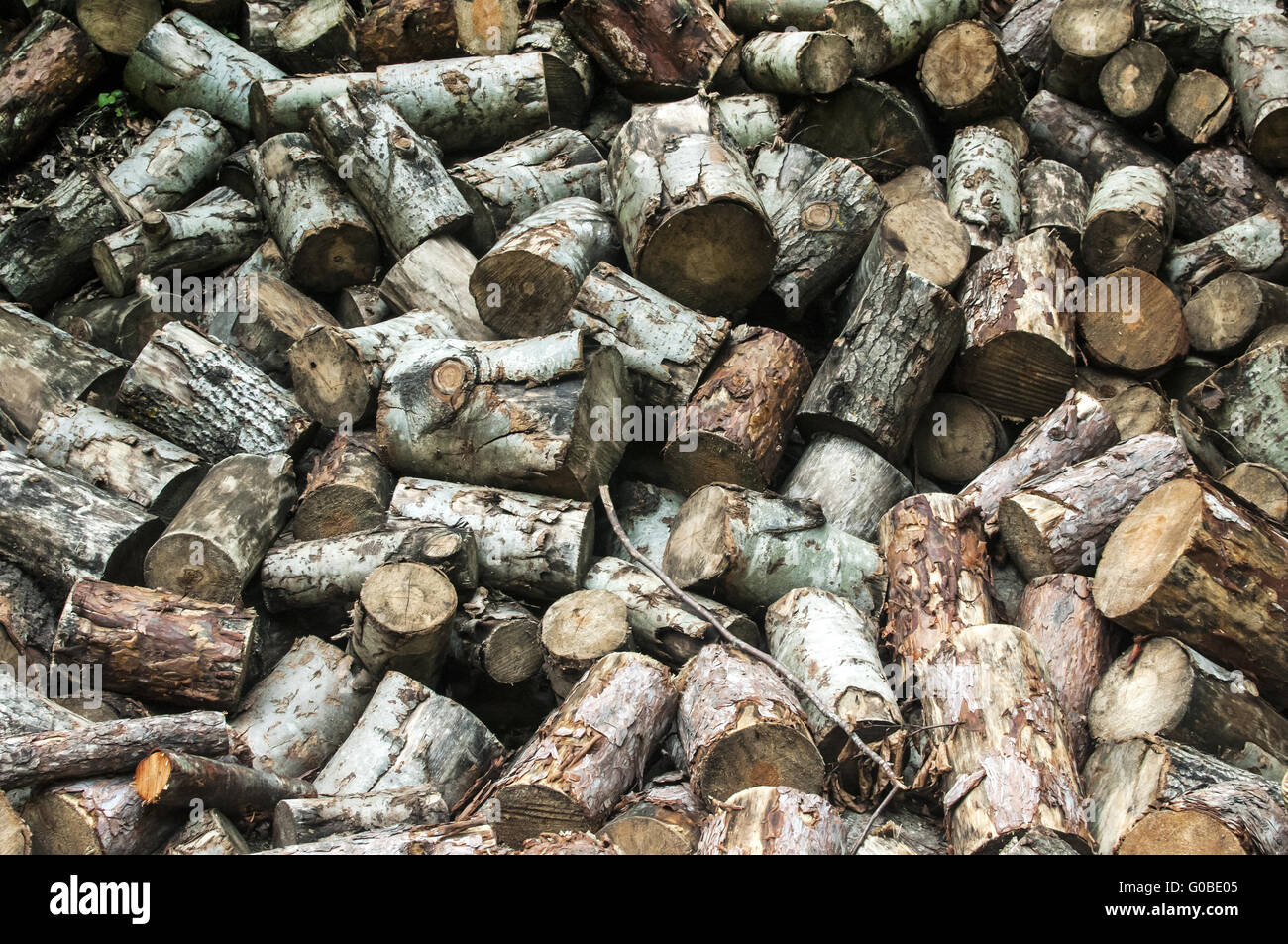 Beech and pine hi-res stock photography and images - Alamy