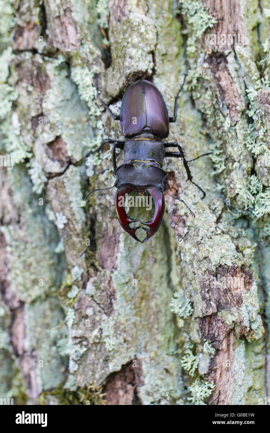 Beetle mandibles hi-res stock photography and images - Alamy