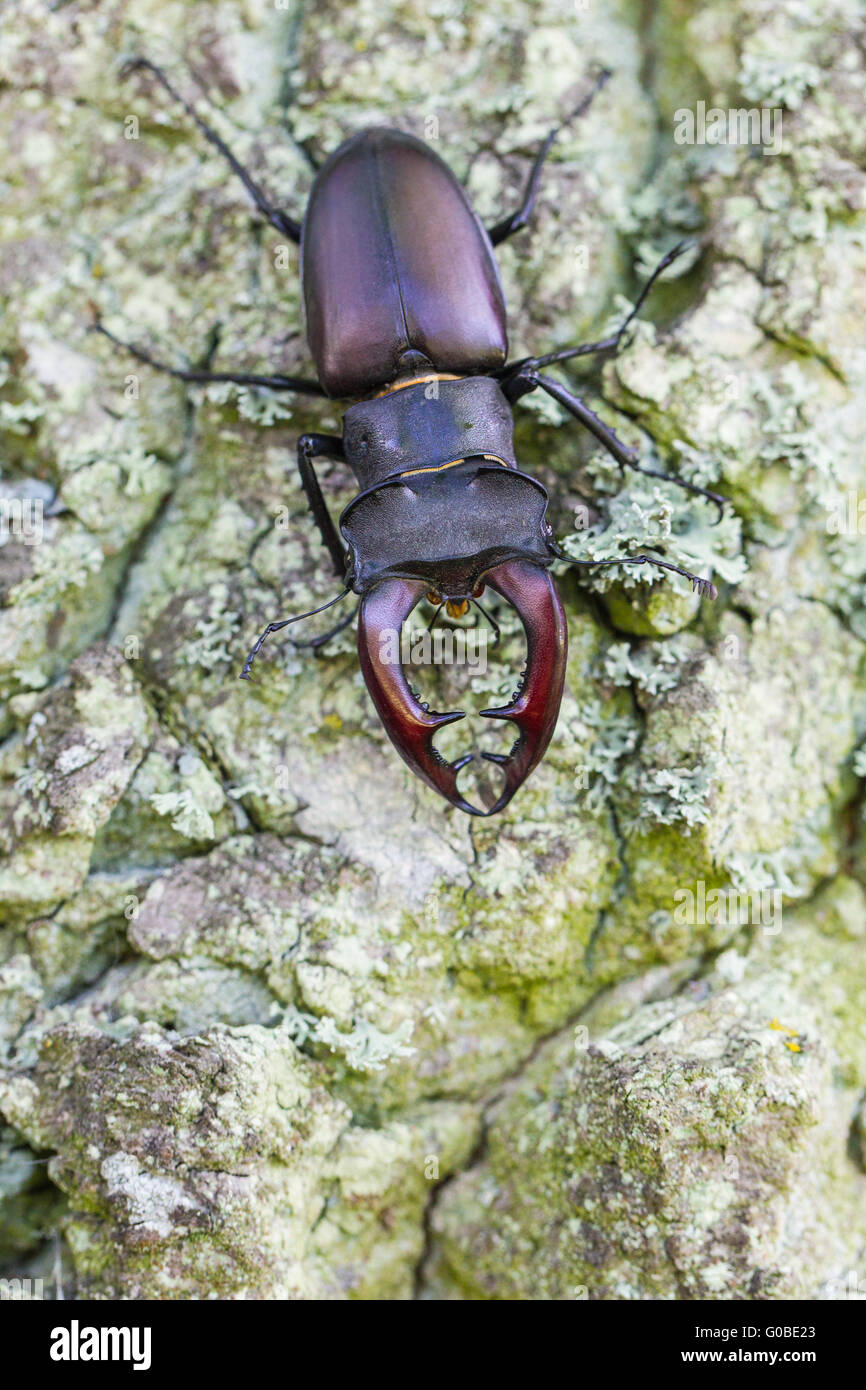 Beetle mandibles hi-res stock photography and images - Alamy