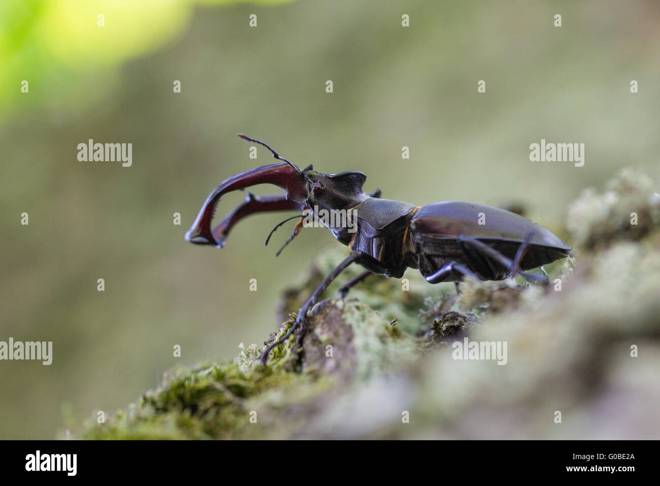 Red and green beetle hi-res stock photography and images - Alamy