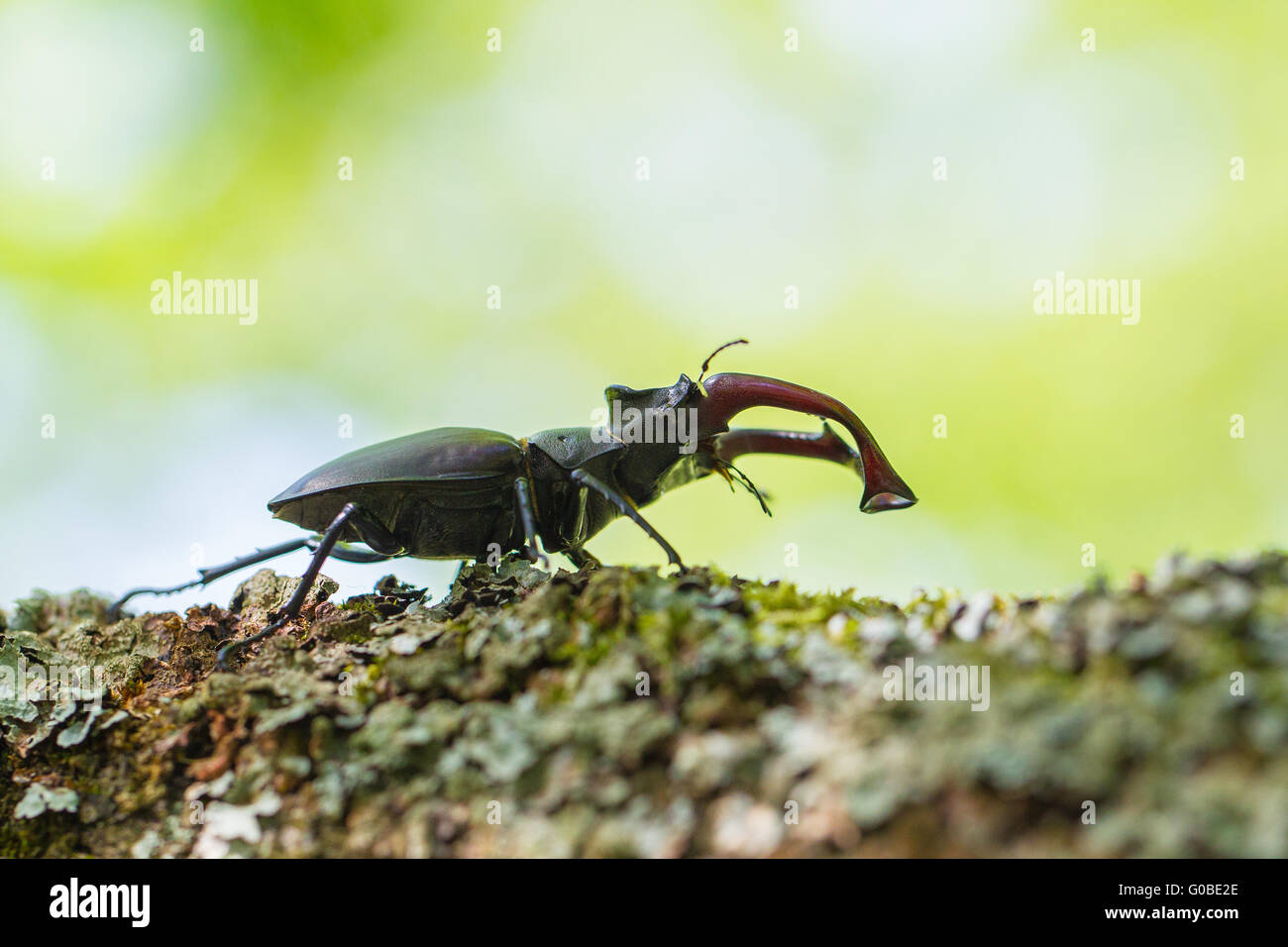 Red fire beetle hi-res stock photography and images - Alamy