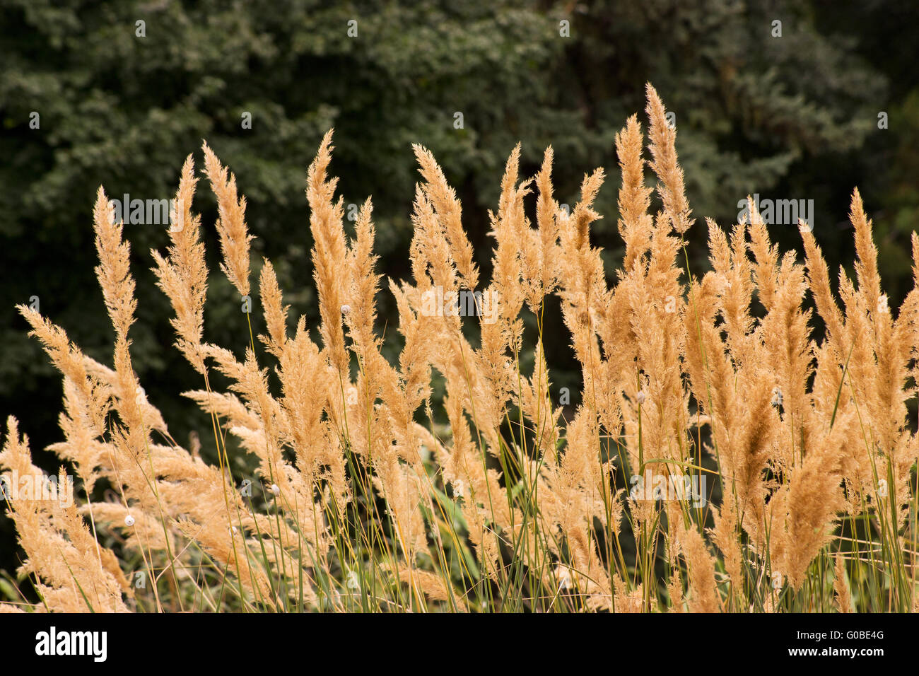 Field sedge hi-res stock photography and images - Alamy